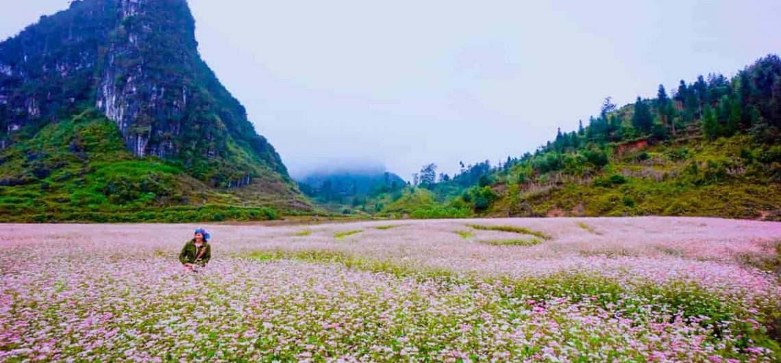 Buckwheat flower fields Ha Giang